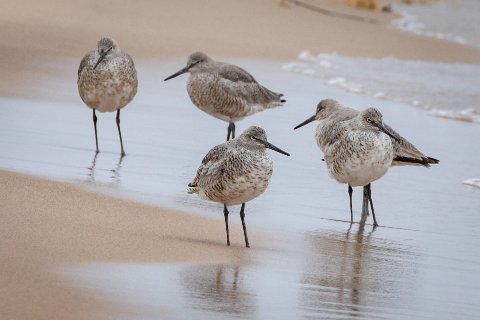 A Long Way from Florida | Great Bird Pics