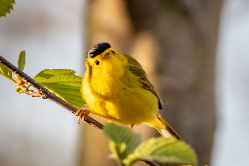 Looks Like a Toupee | Great Bird Pics
