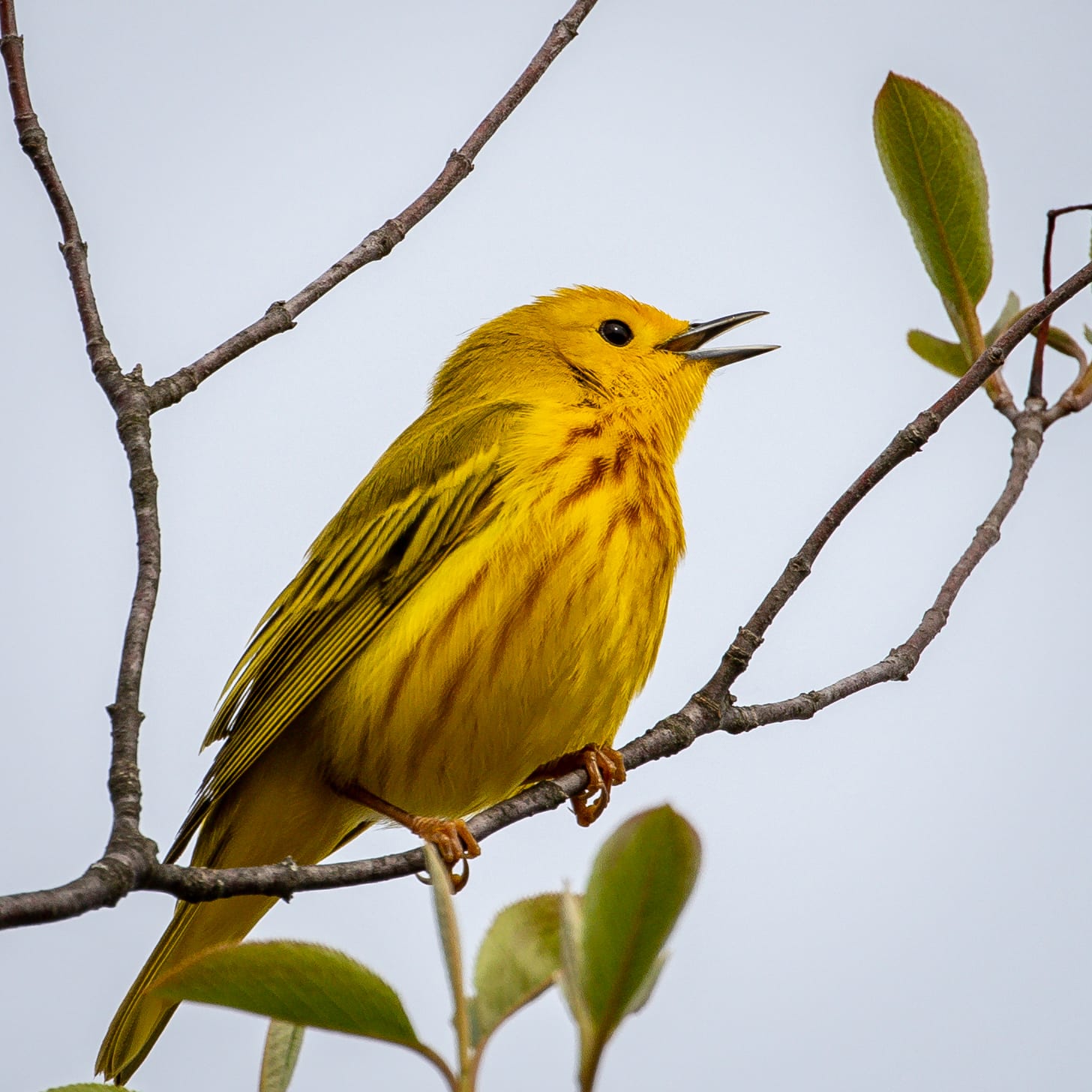 Singing Yellow | Great Bird Pics
