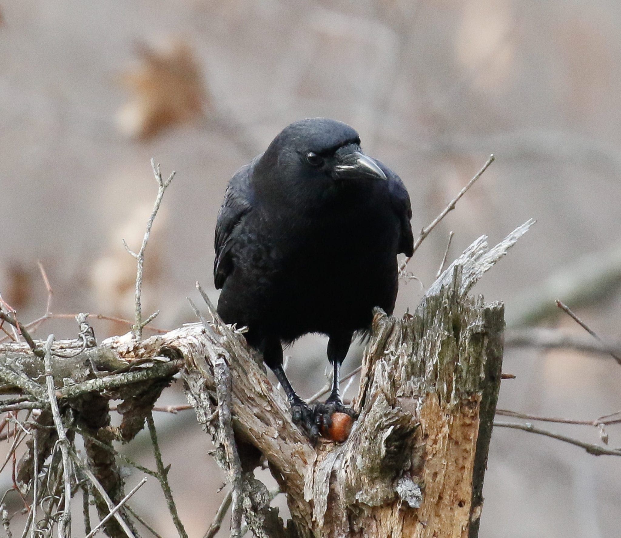 American Crow | Great Bird Pics