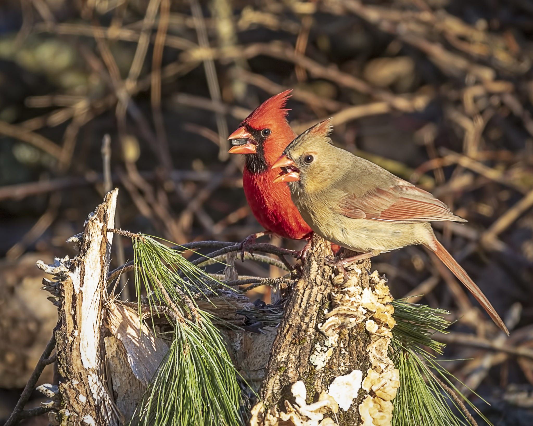Male and female northern cardinal. | Great Bird Pics