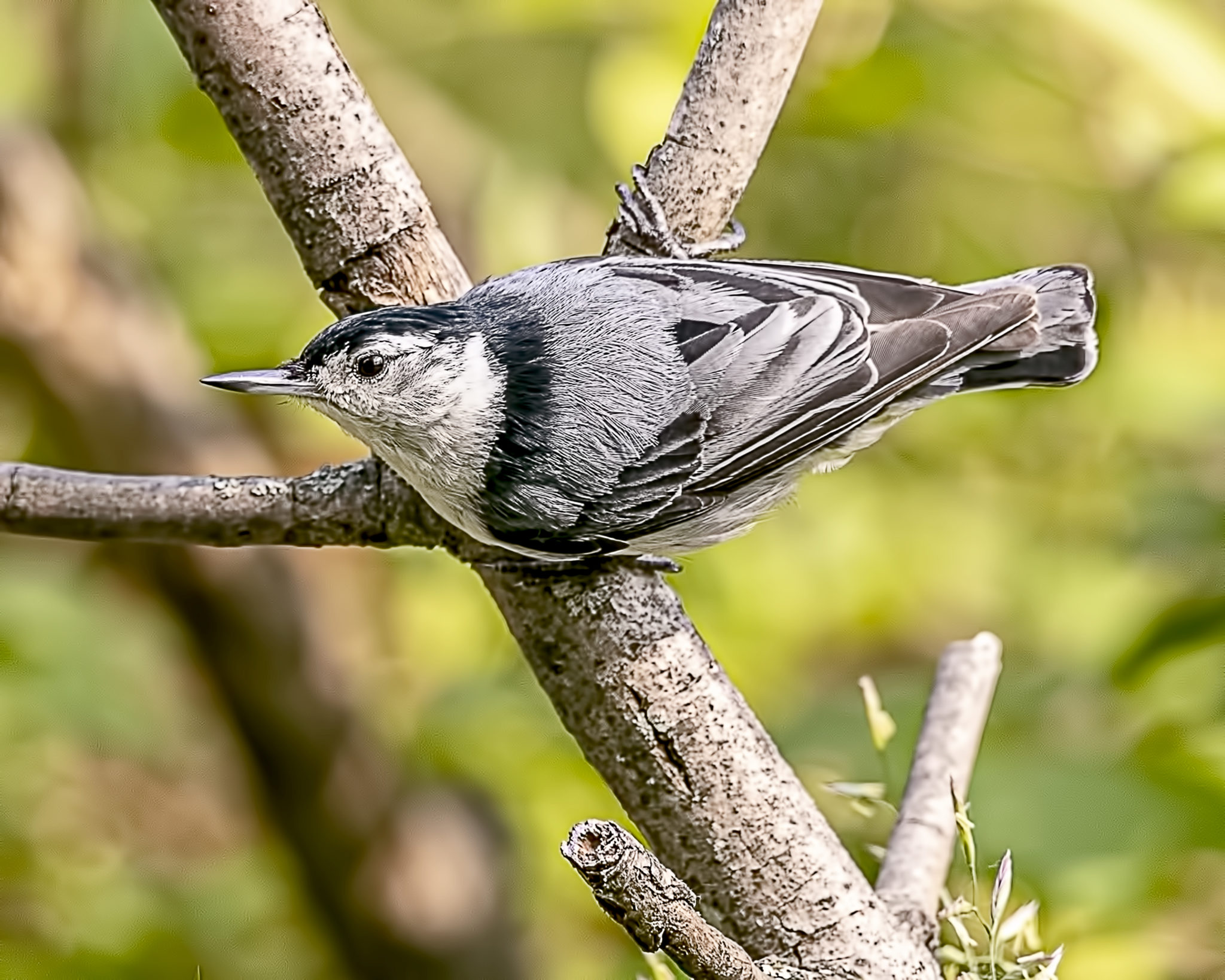 White-breasted Nuthatch | Great Bird Pics