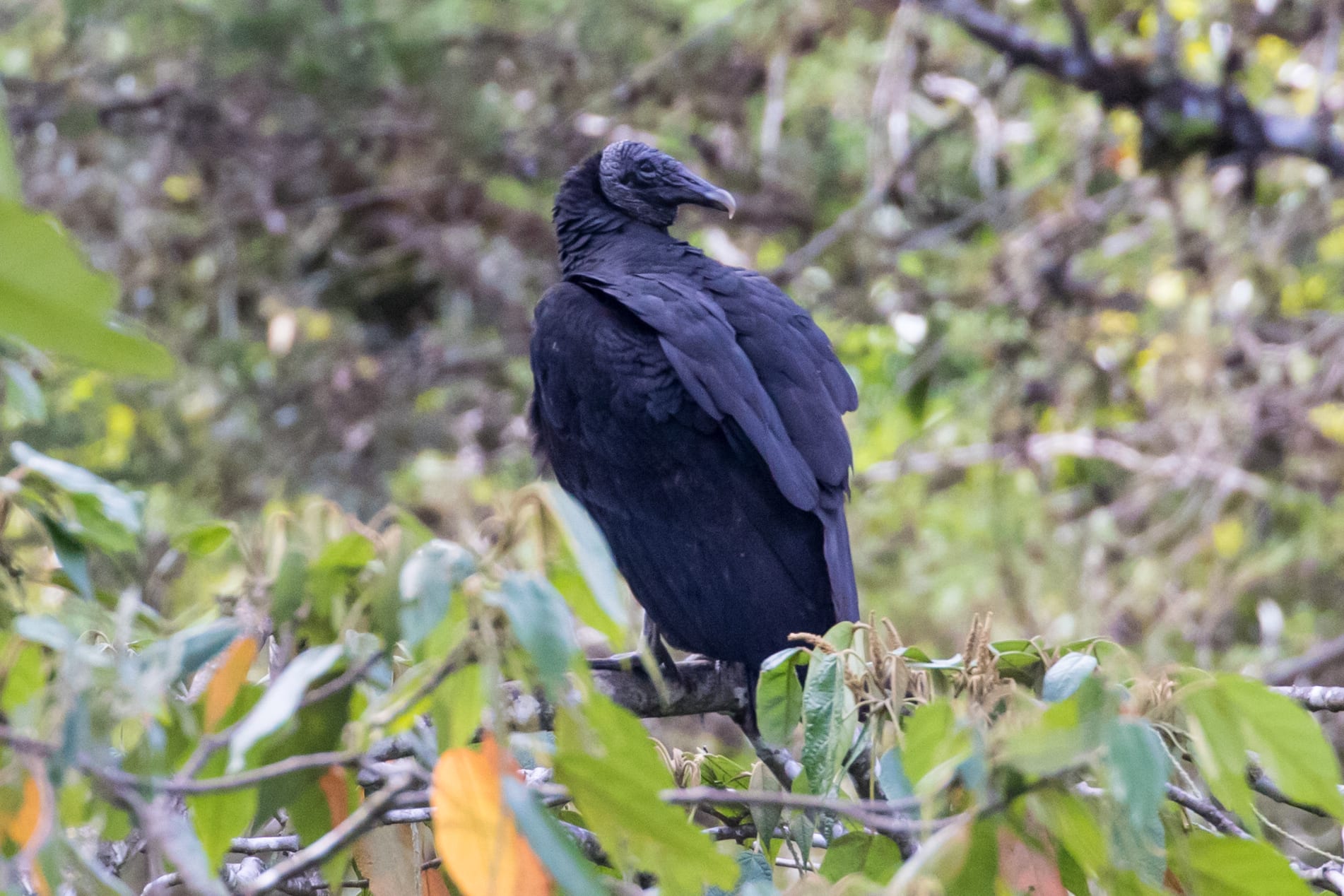 Black Back | Great Bird Pics