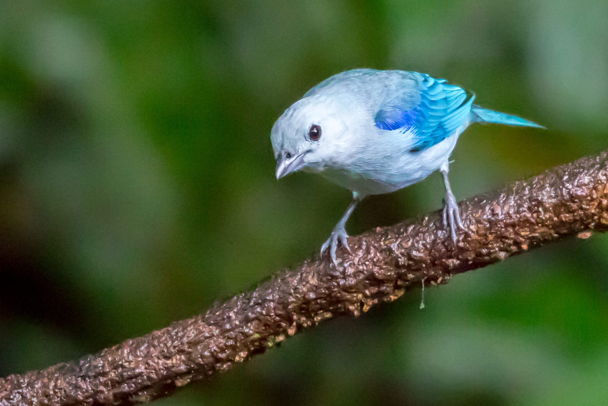 Peering at Me | Great Bird Pics