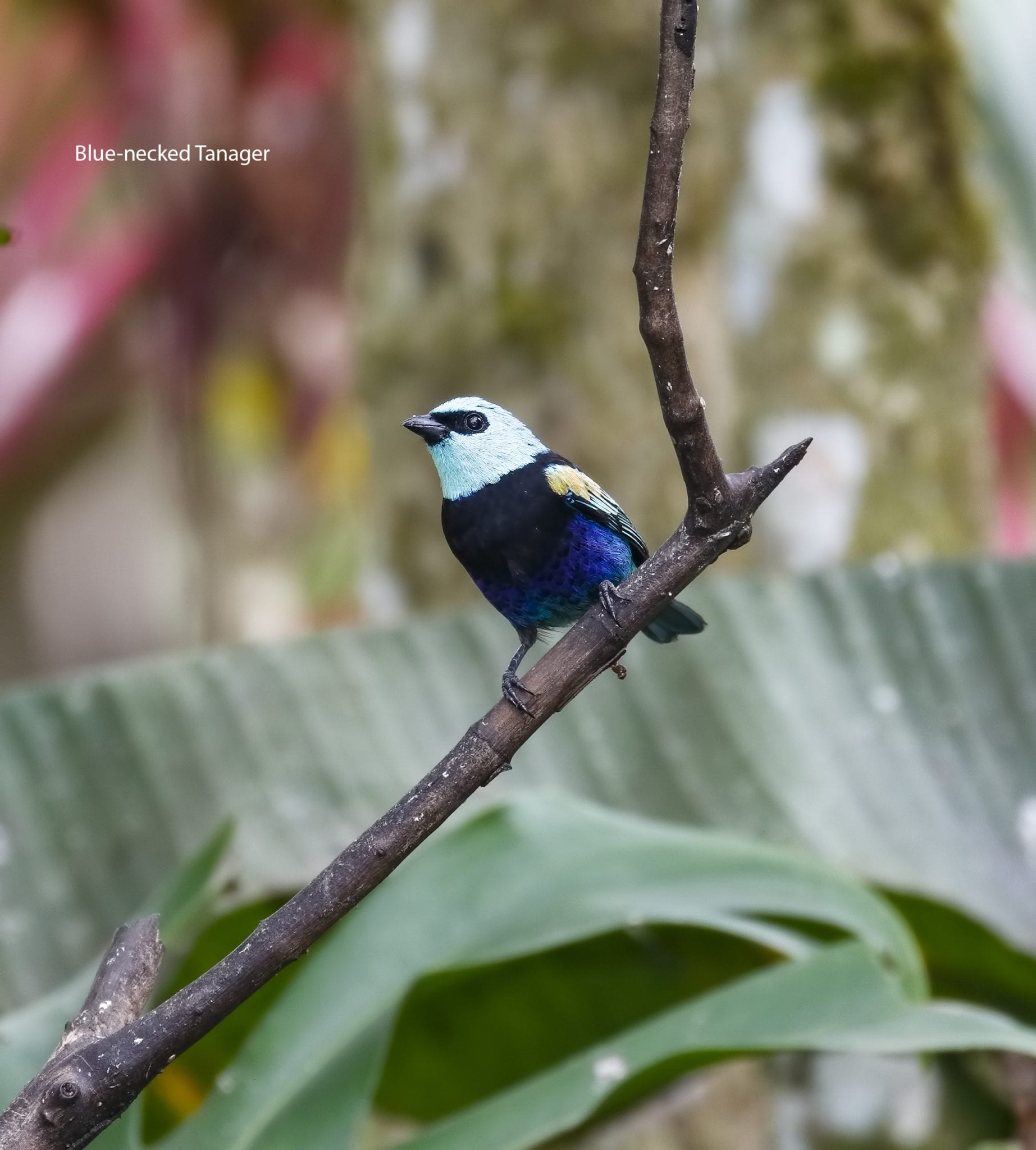 Blue-necked Tanager | Great Bird Pics
