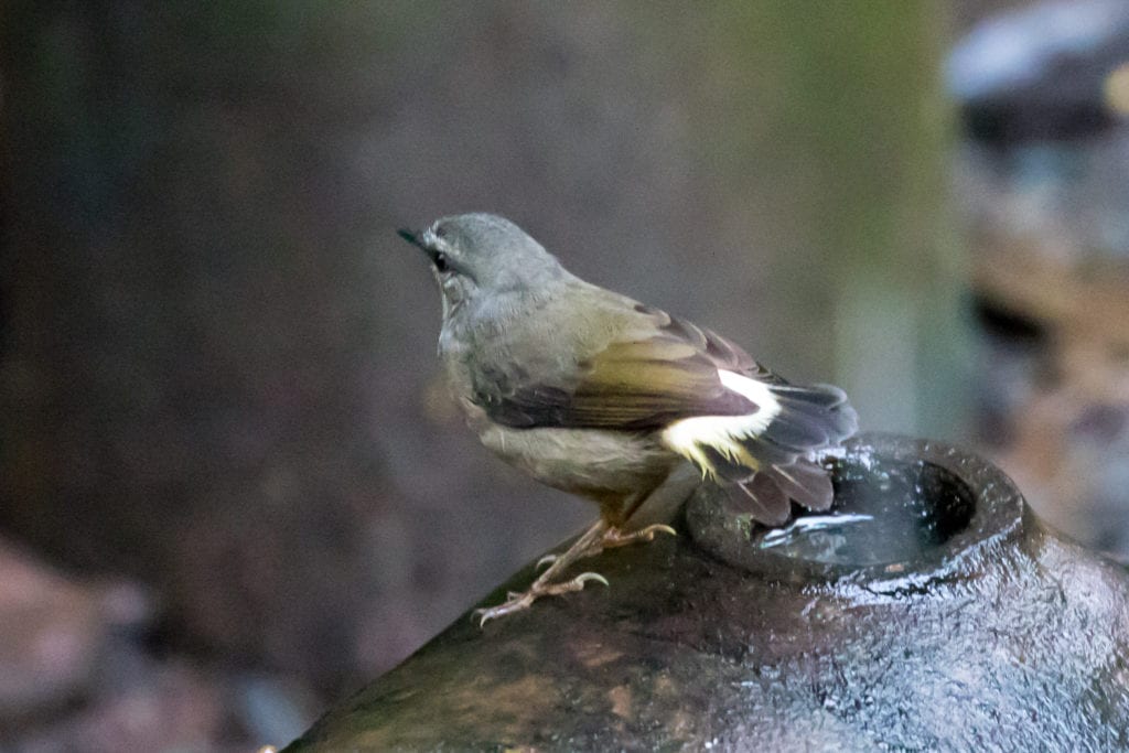 Showing it Rump | Great Bird Pics