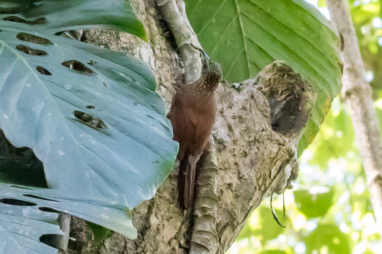 Cocoa Plus Wood | Great Bird Pics