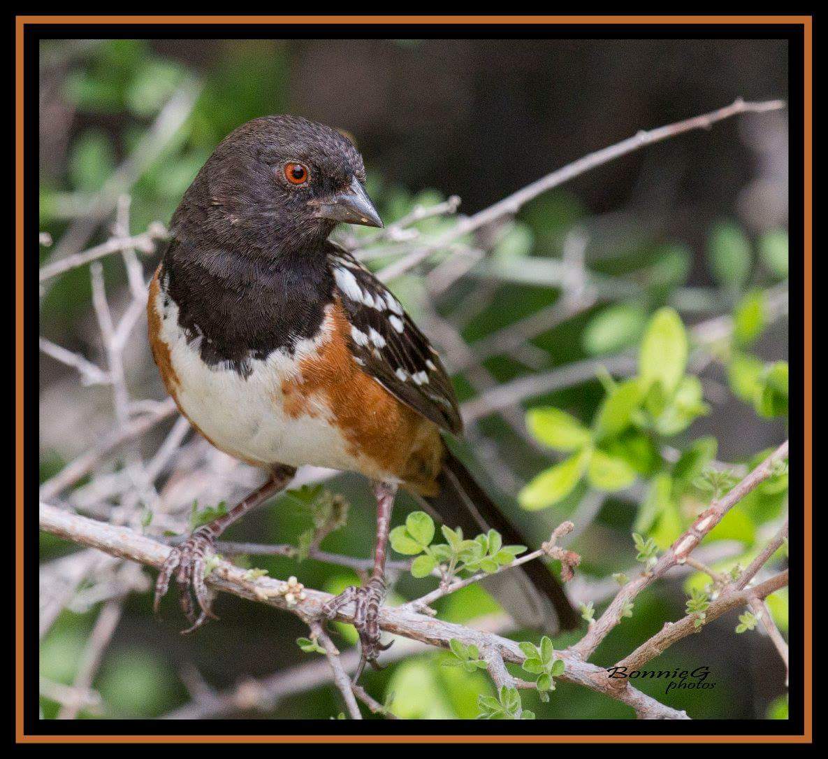 Spotted Towhee | Great Bird Pics
