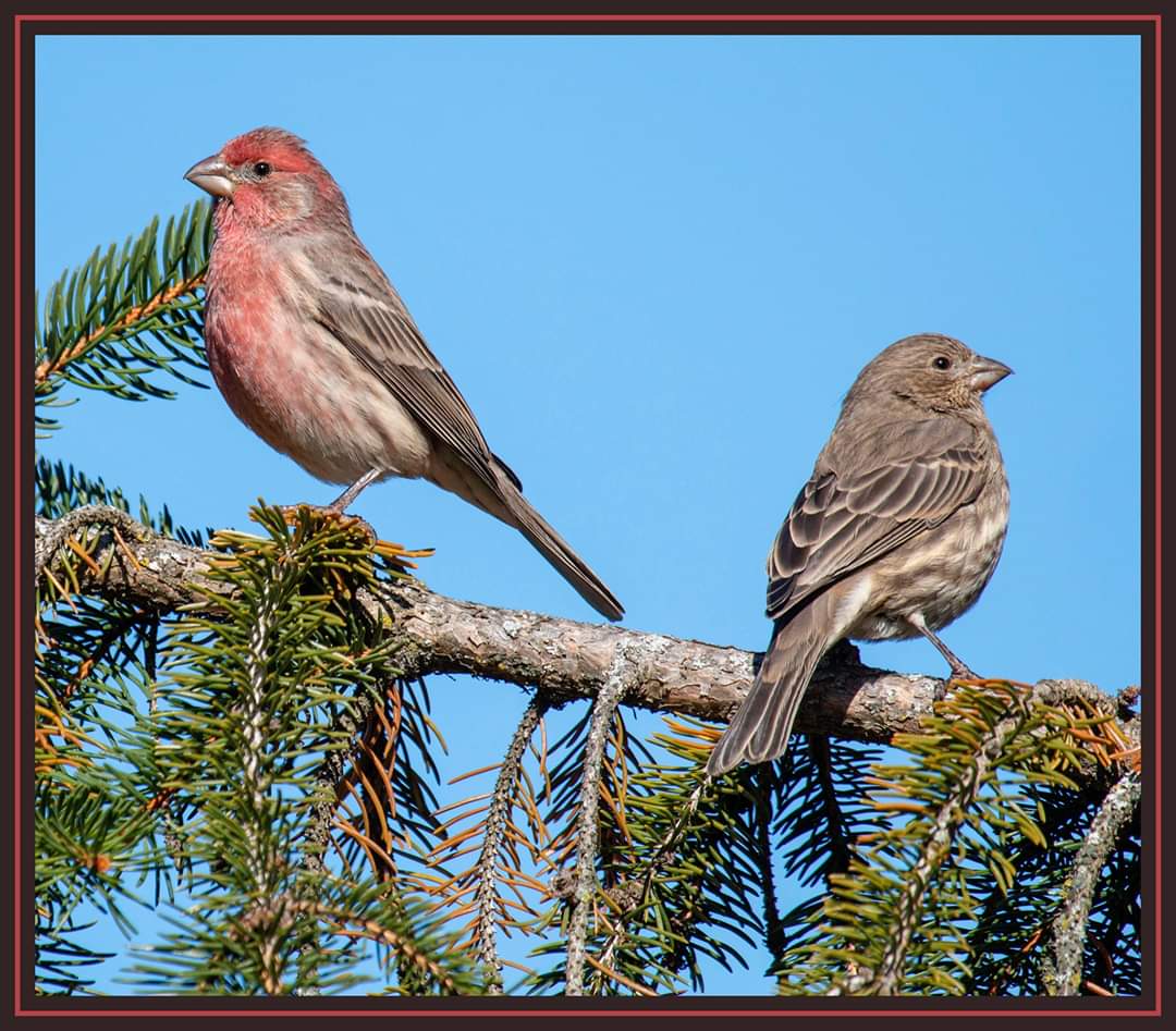 House Finches | Great Bird Pics