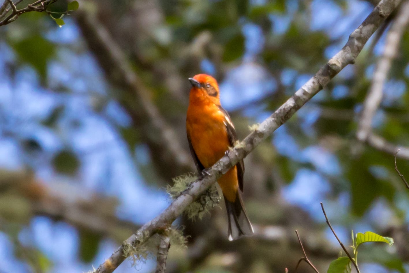 Flamin’ Right! | Great Bird Pics