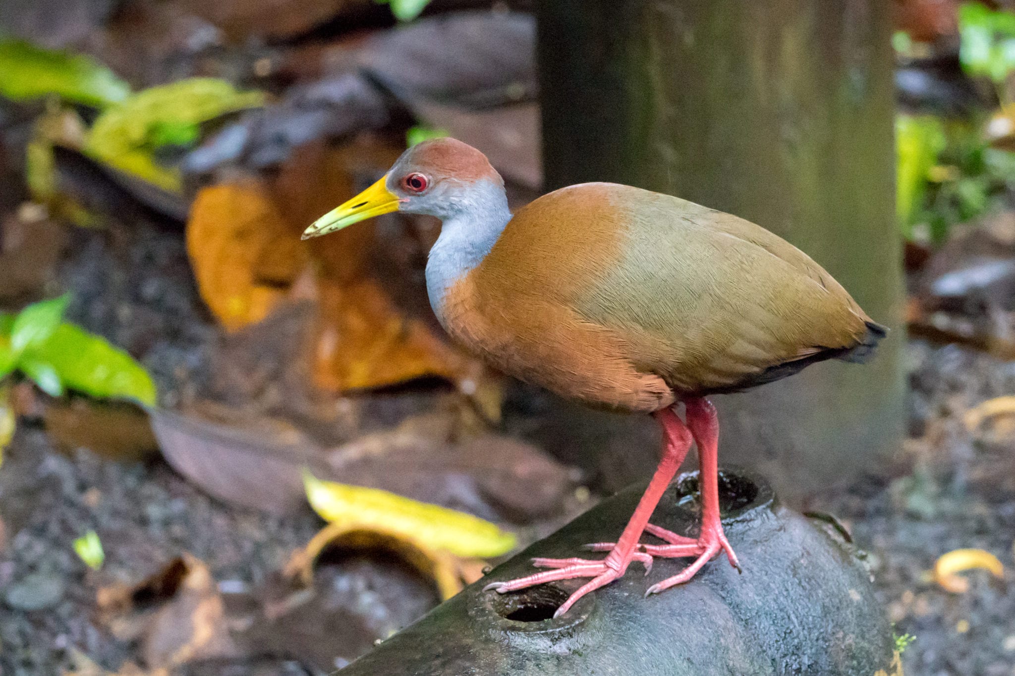 Many Colors Delight | Great Bird Pics