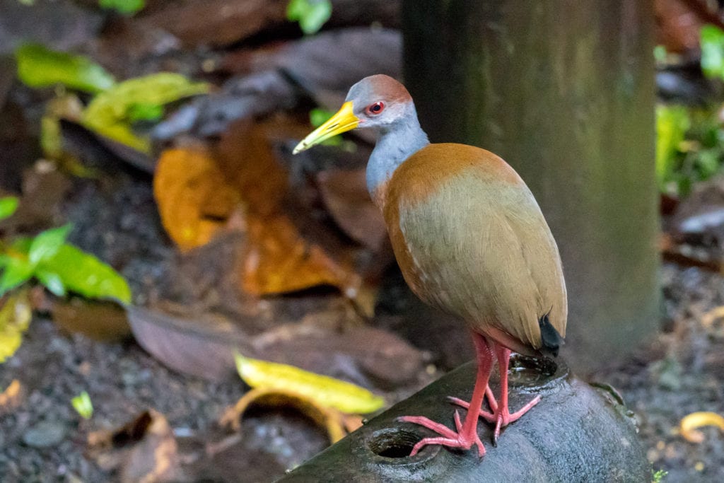 Hunched Over | Great Bird Pics