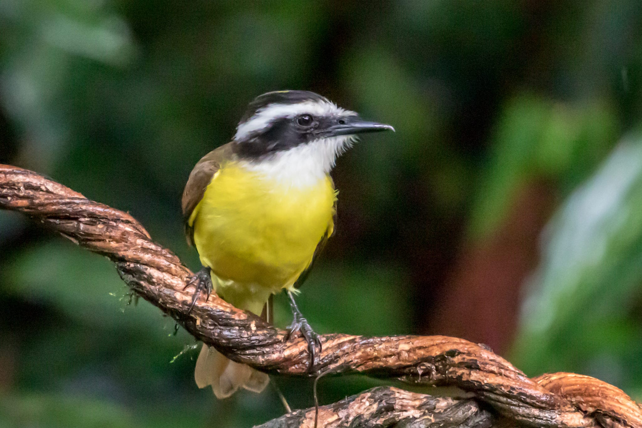 Great How? | Great Bird Pics