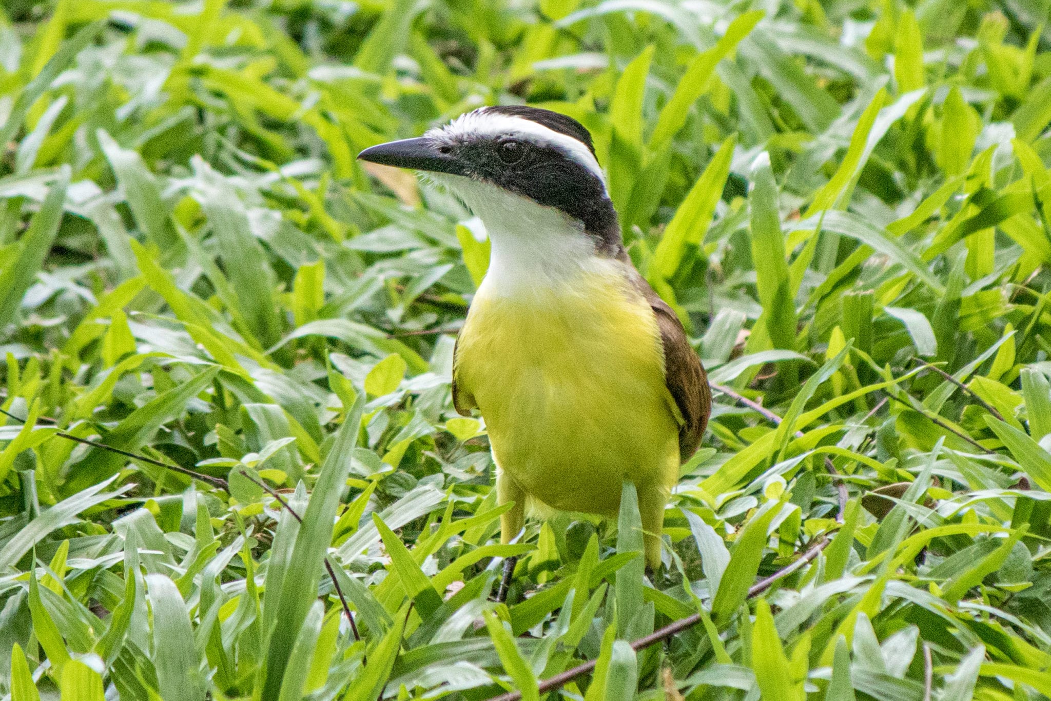 A Walk in the Grass | Great Bird Pics