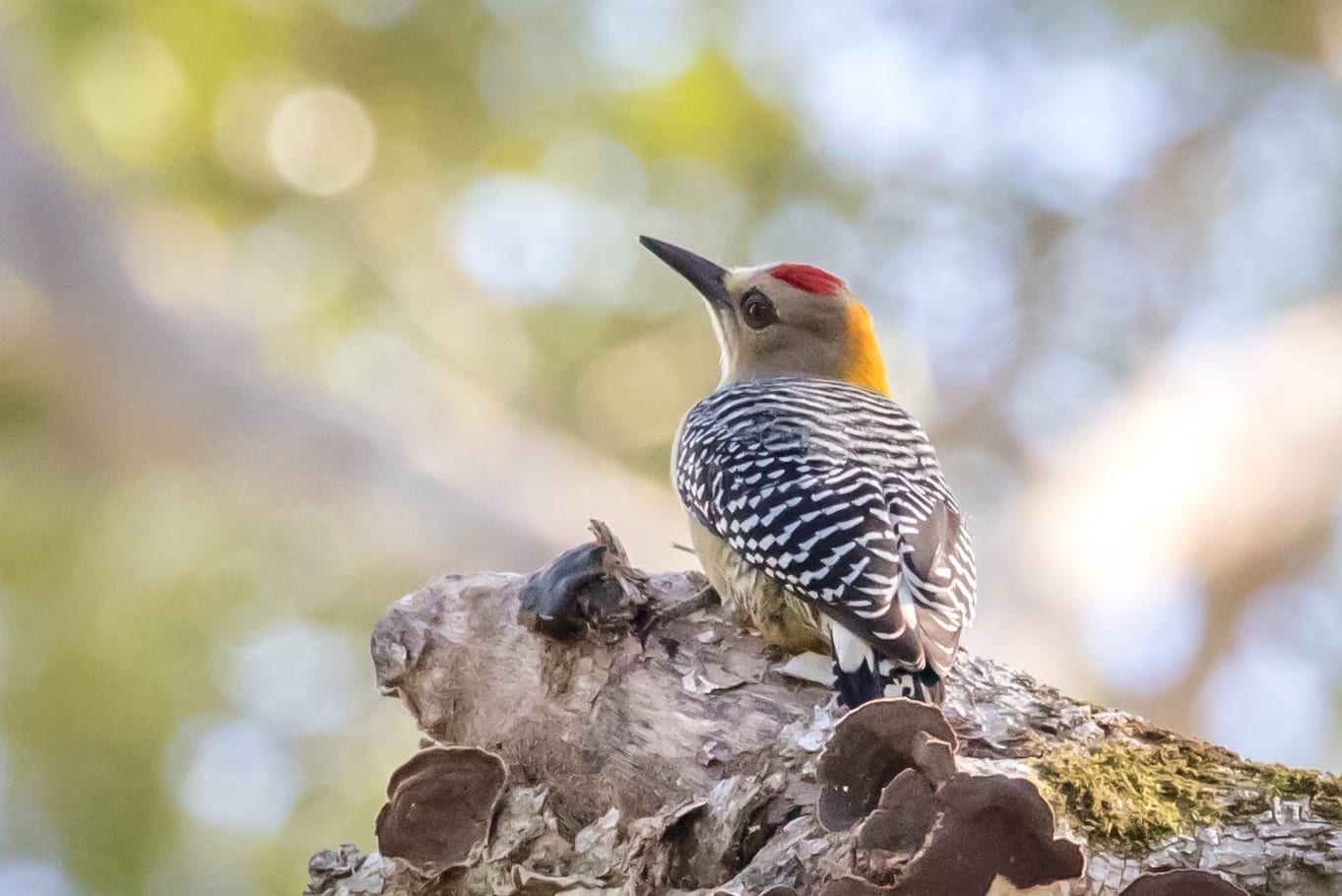 Many Colored Woodpecker | Great Bird Pics