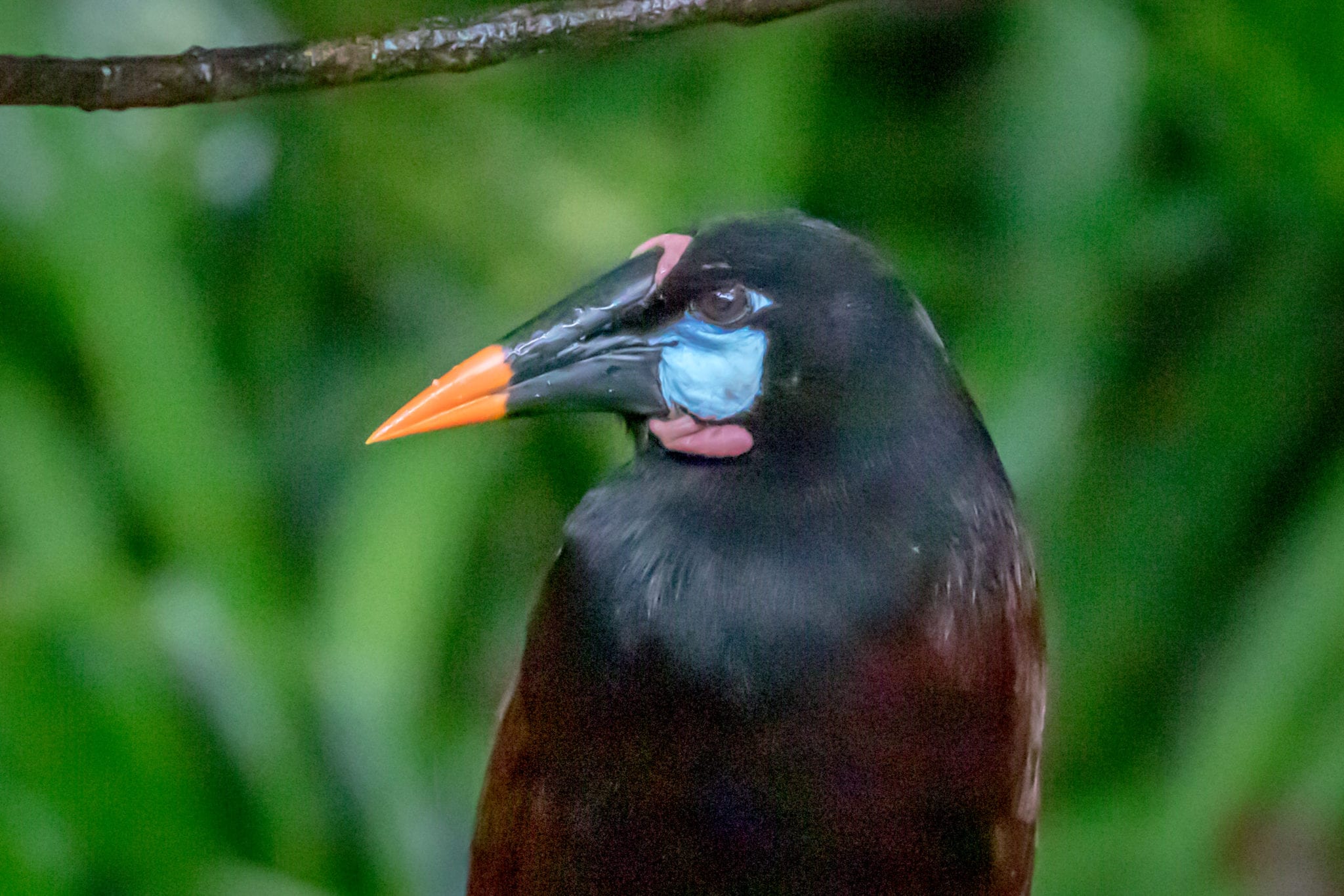 How Many Colors Can You See? | Great Bird Pics
