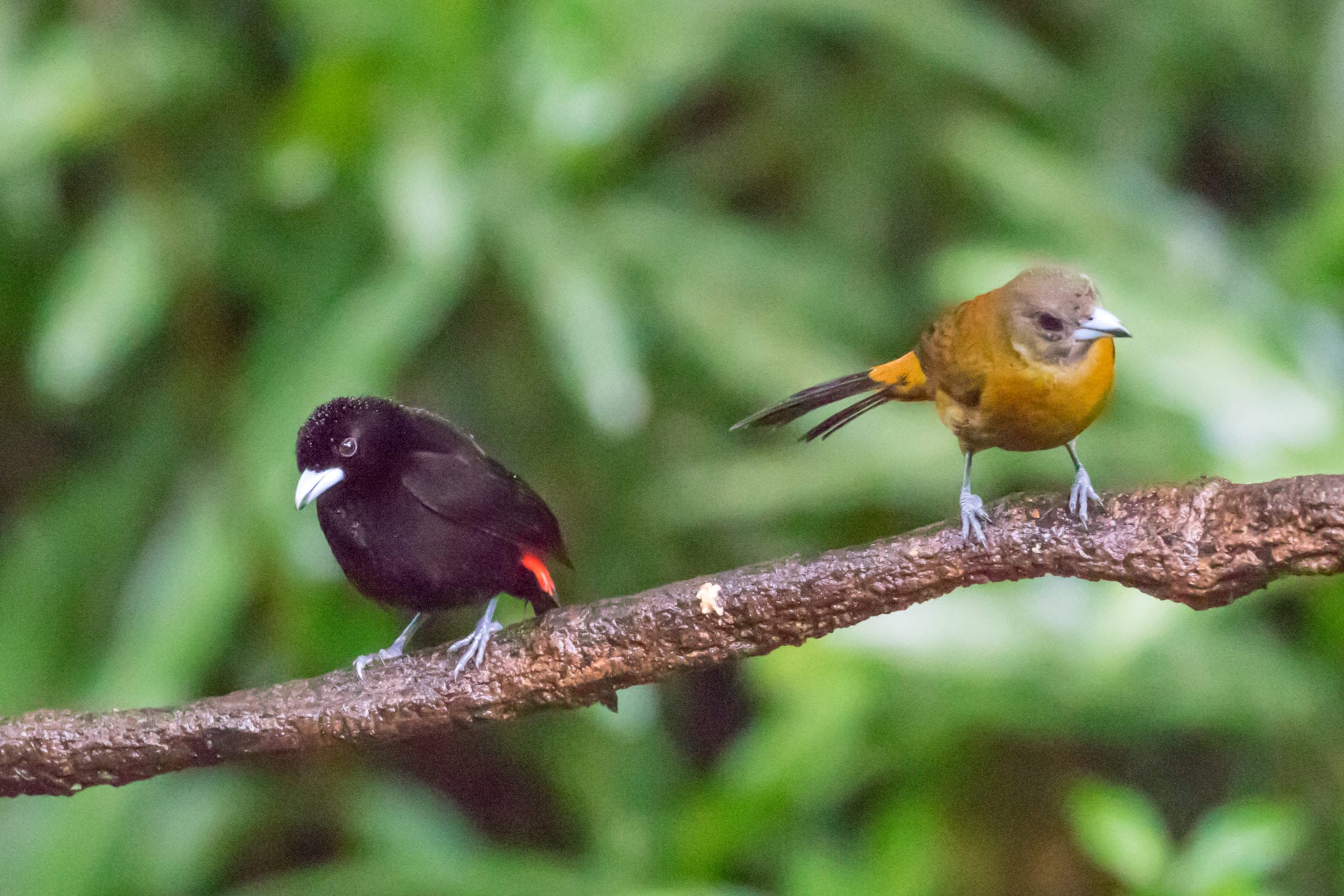Unlikely Couple | Great Bird Pics