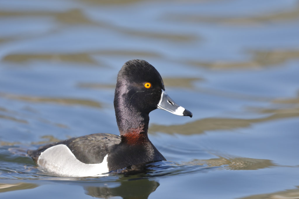 Ring-necked Duck | Great Bird Pics