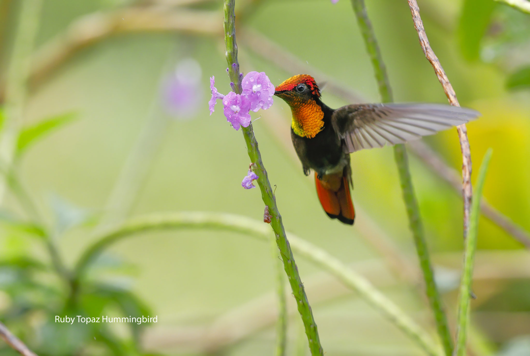 One of the truly spectacular hummingbirds in the world | Great Bird Pics