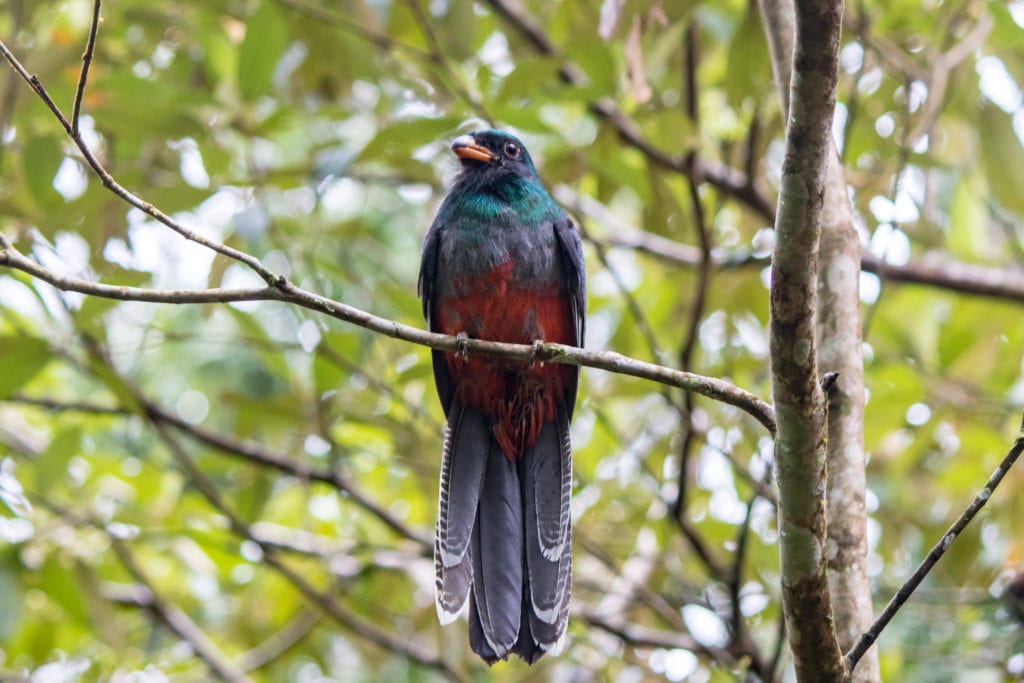 Tail Looks Slaty | Great Bird Pics