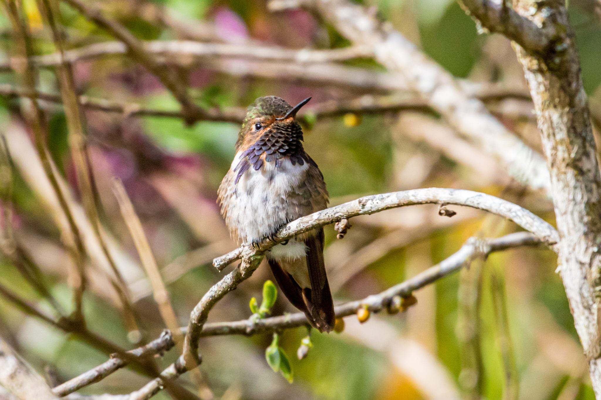 Ever Vigilant | Great Bird Pics