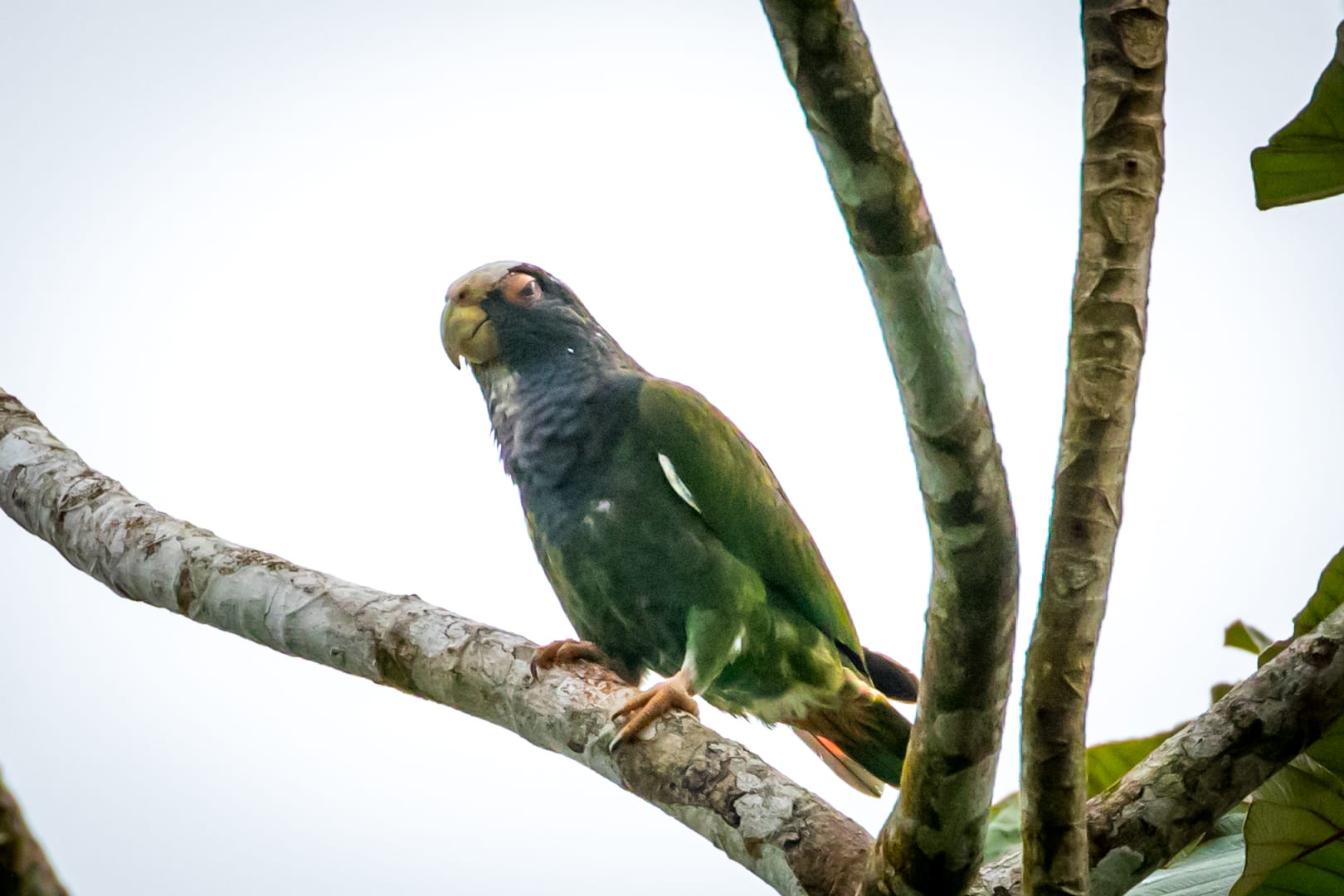 Is it Winking at You? | Great Bird Pics