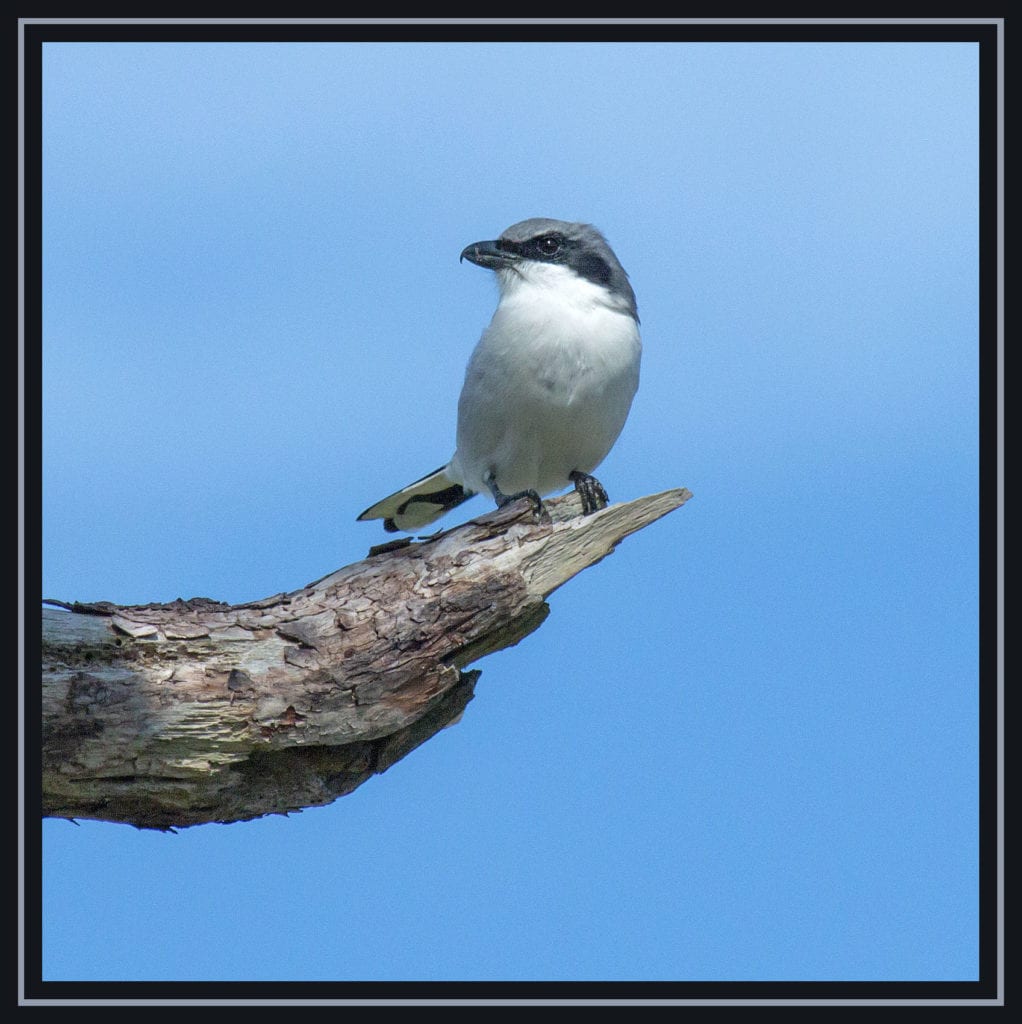 Shrike | Great Bird Pics