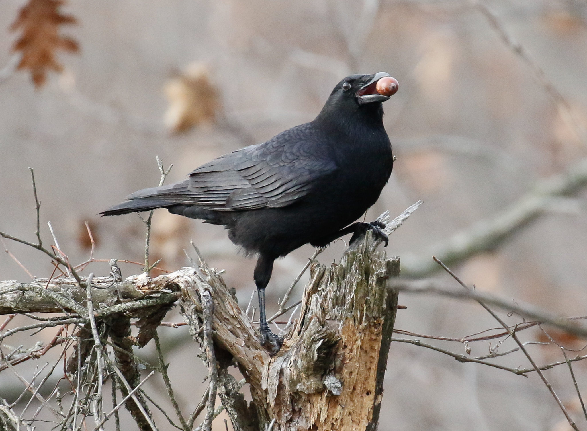 American Crow | Great Bird Pics
