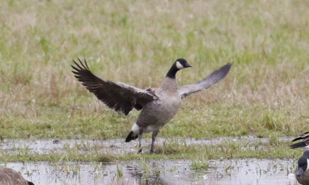 Cackling Goose | Great Bird Pics