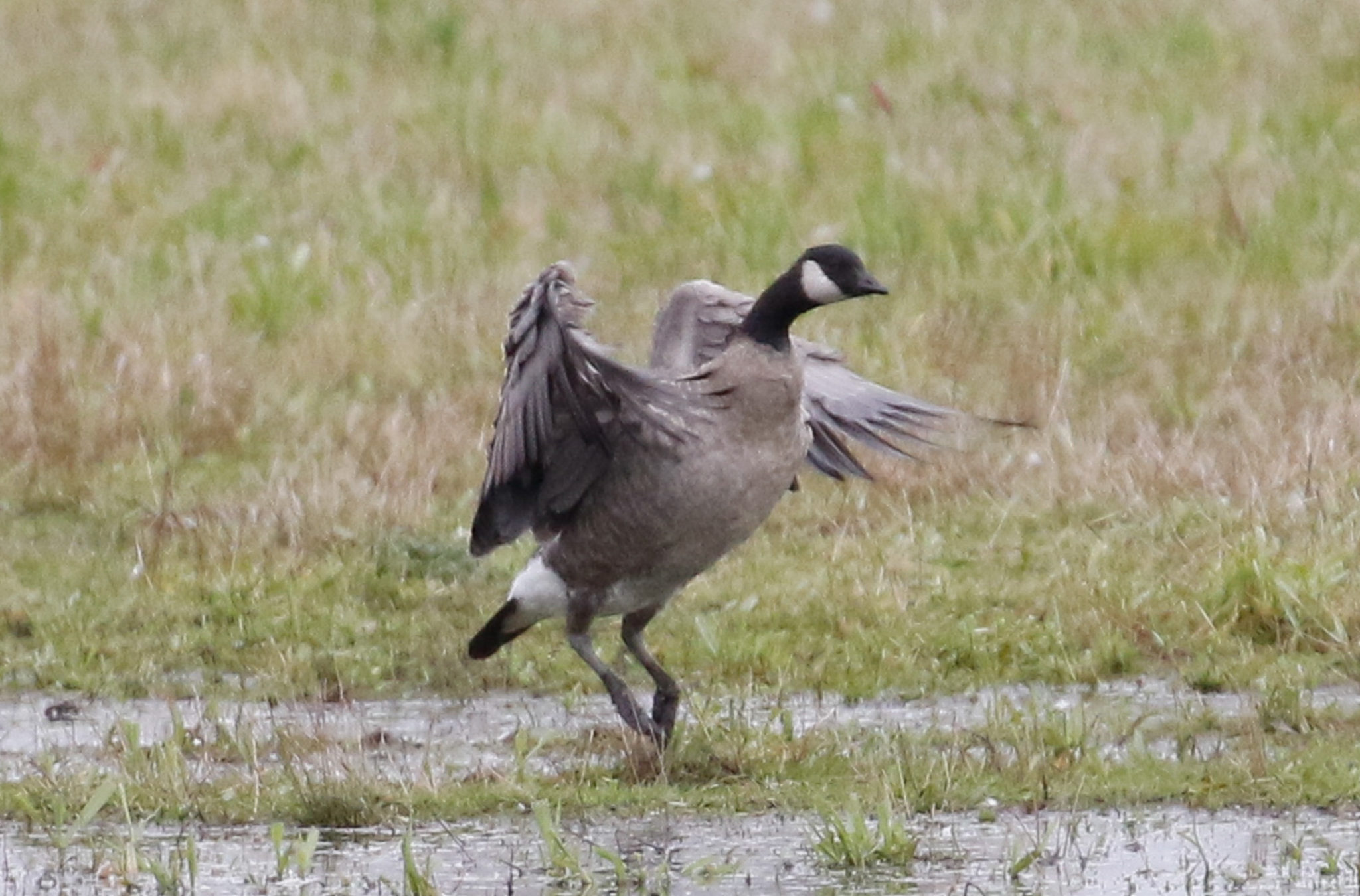 Cackling Goose | Great Bird Pics