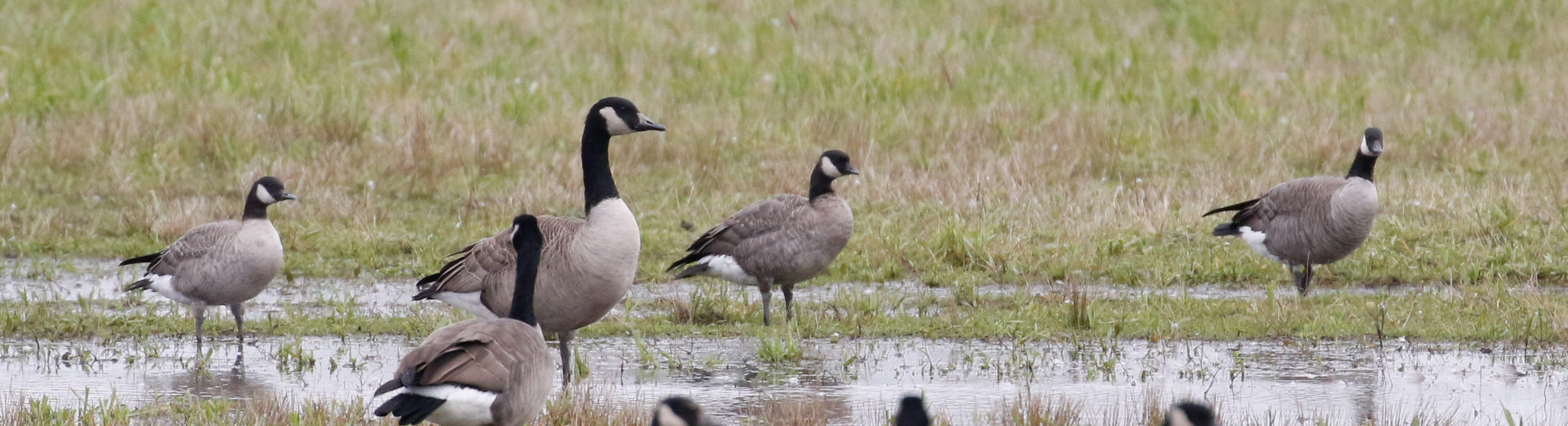 Cackling Goose | Great Bird Pics