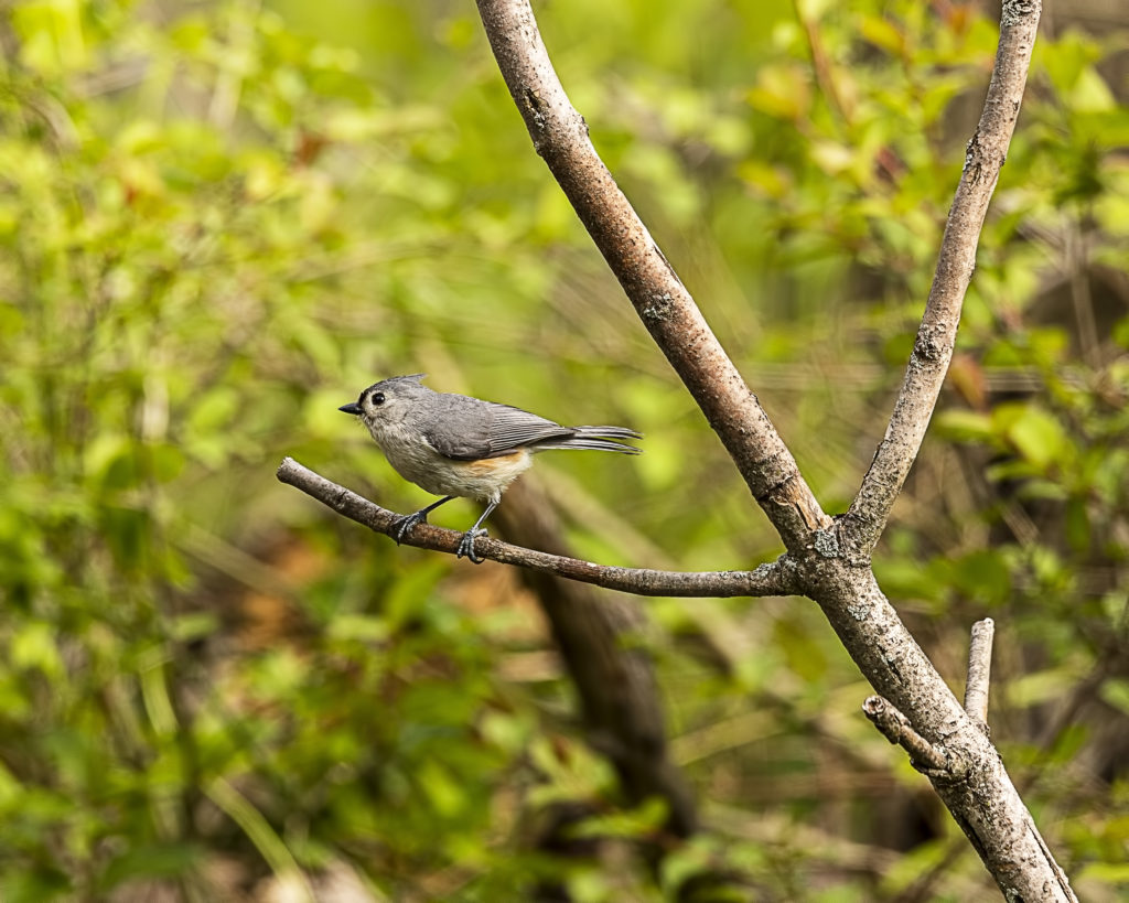 Tufted Titmouse | Great Bird Pics