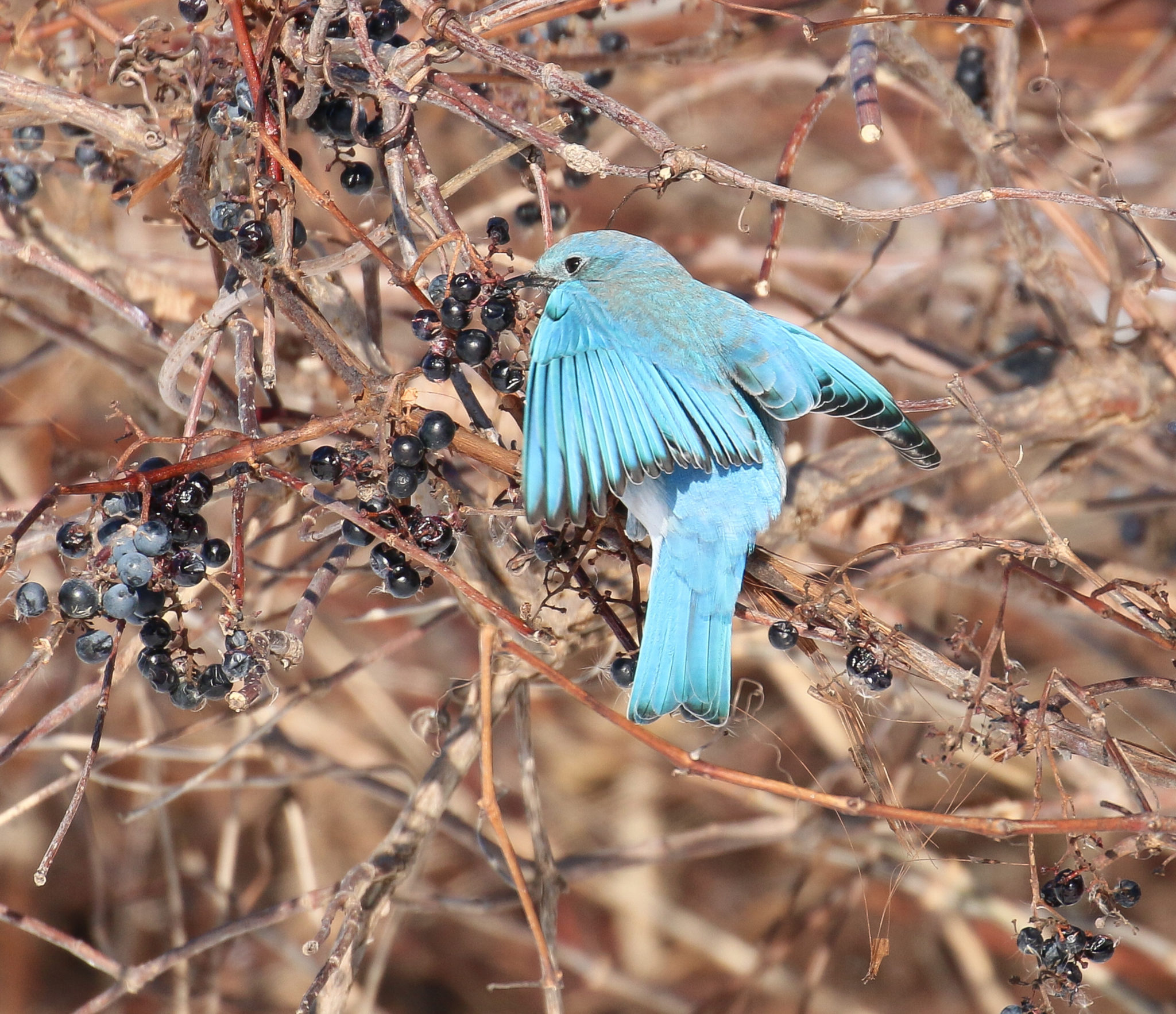 Mountain Bluebird | Great Bird Pics