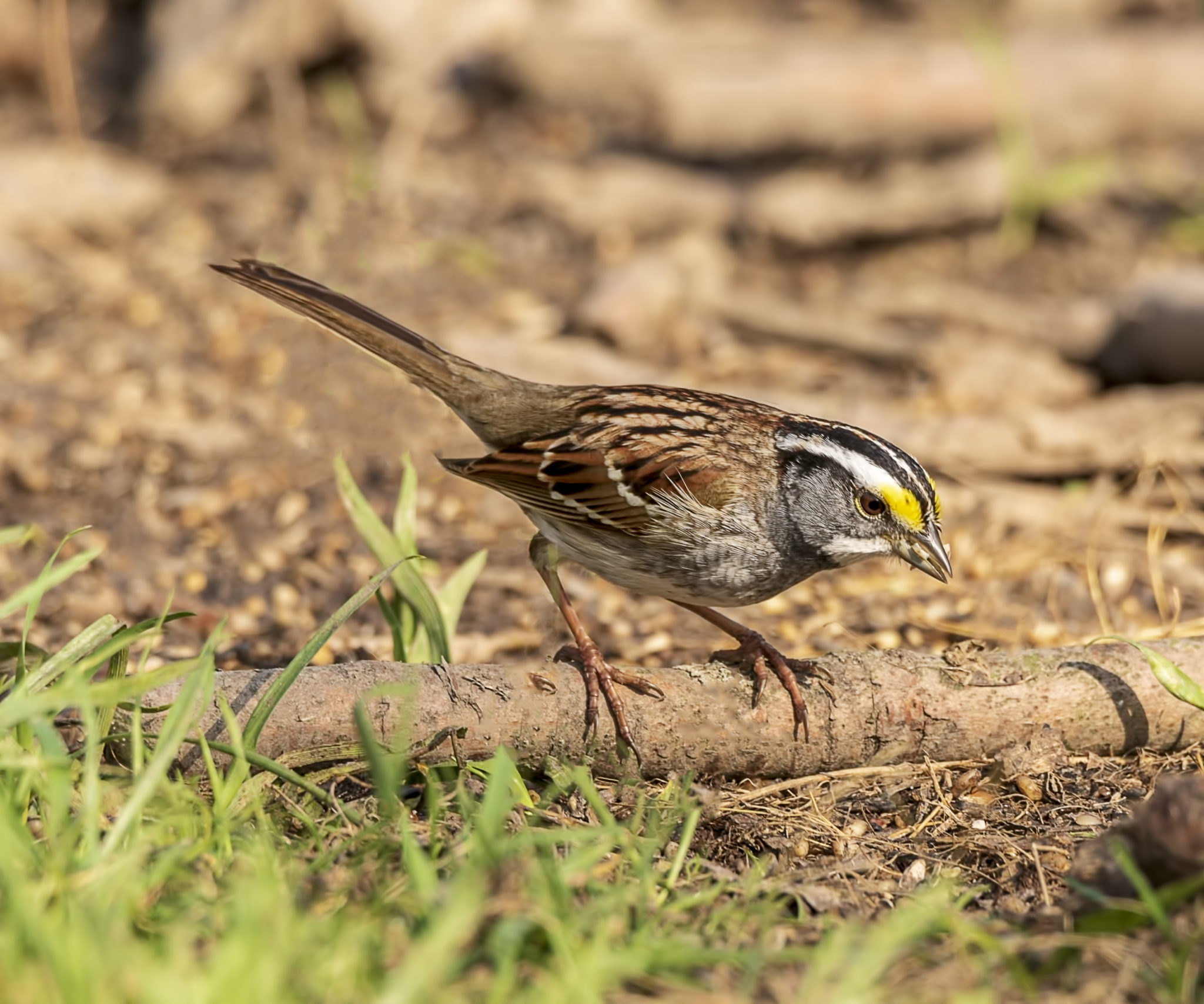White-throated Sparrow | Great Bird Pics