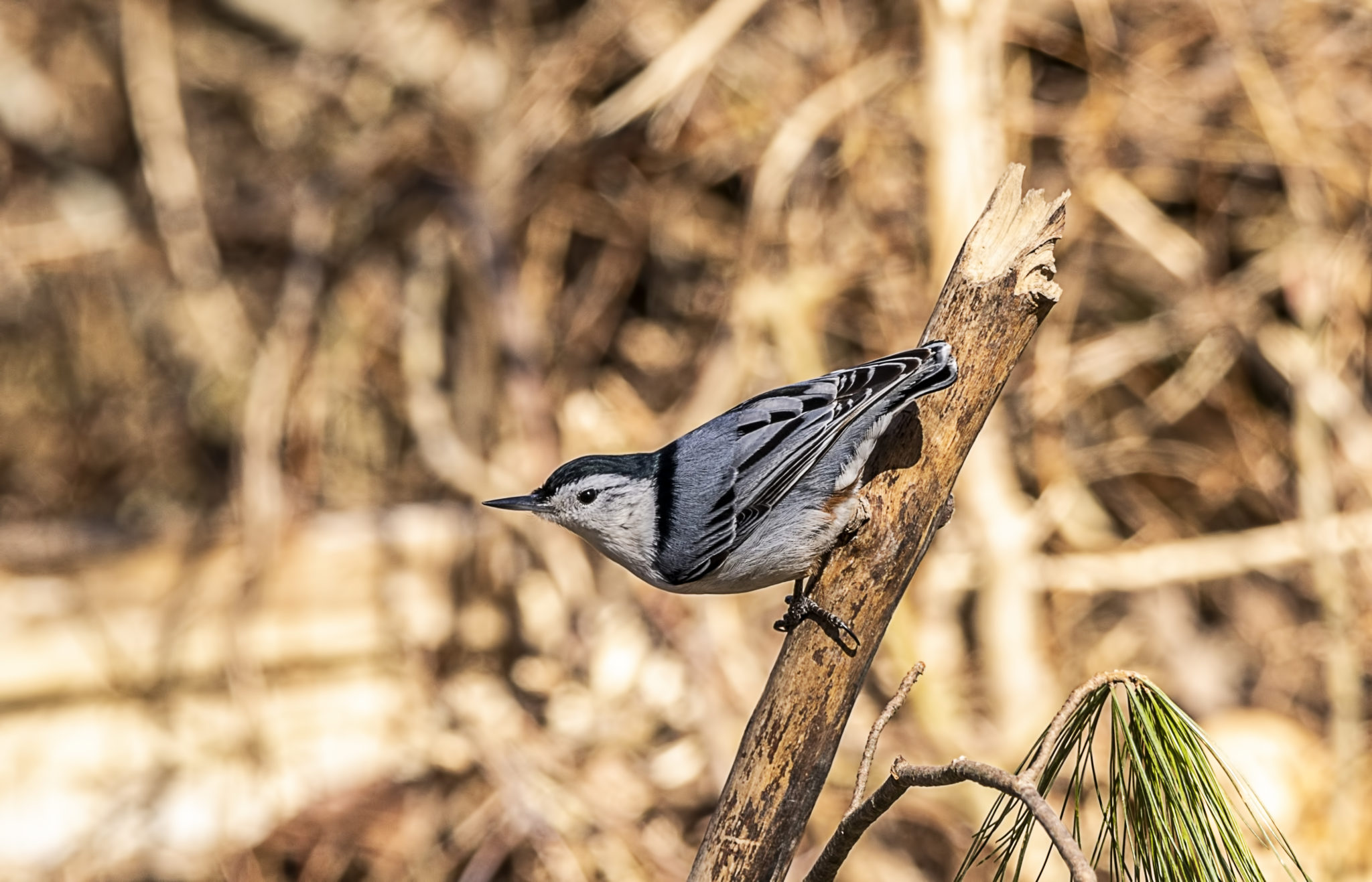 White-breasted Nuthatch | Great Bird Pics