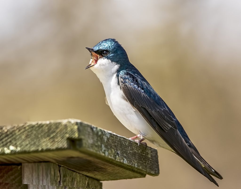 Tree Swallow | Great Bird Pics