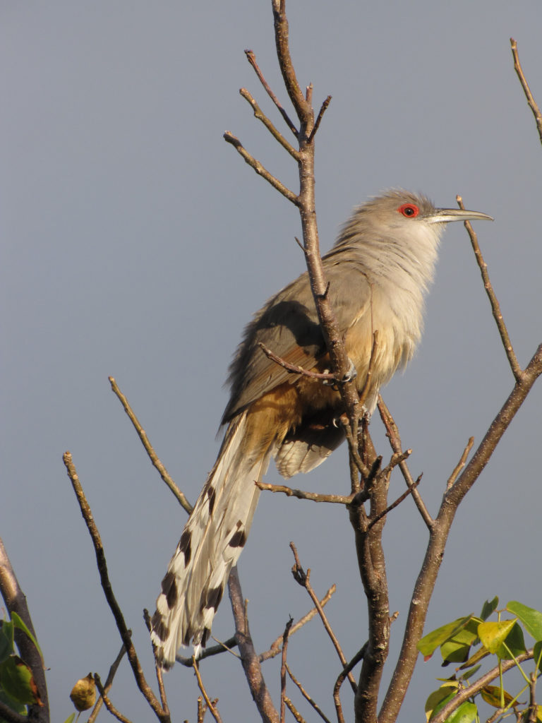 Great Lizard-Cuckoo | Great Bird Pics
