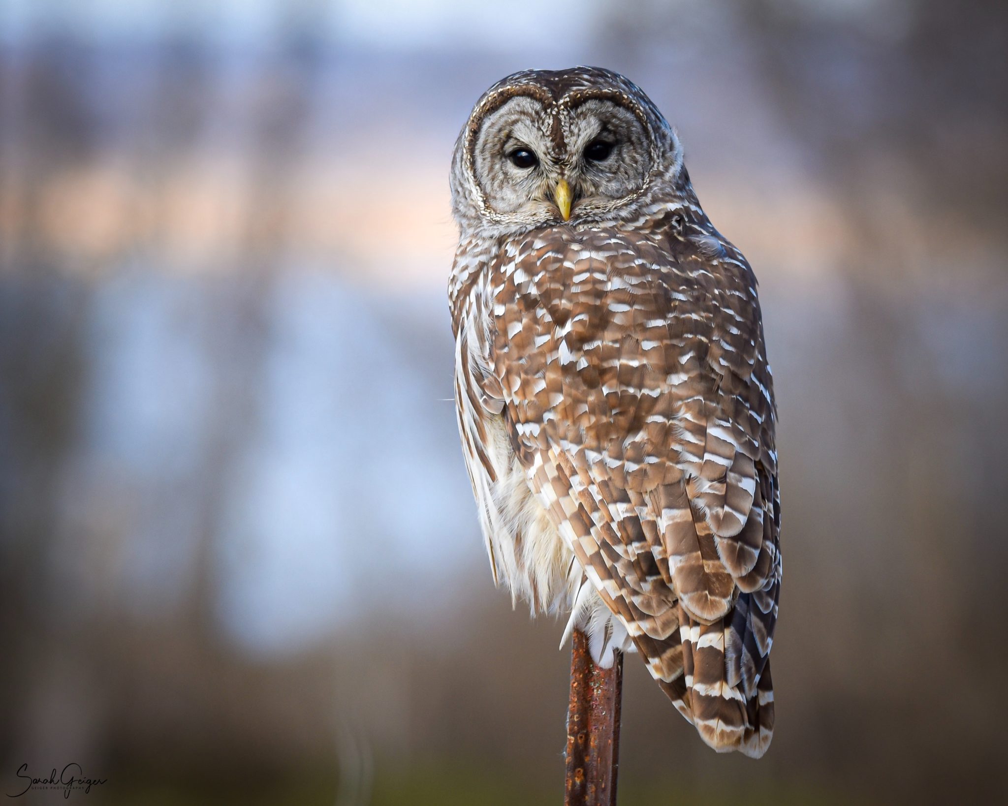 The Guardian | Great Bird Pics