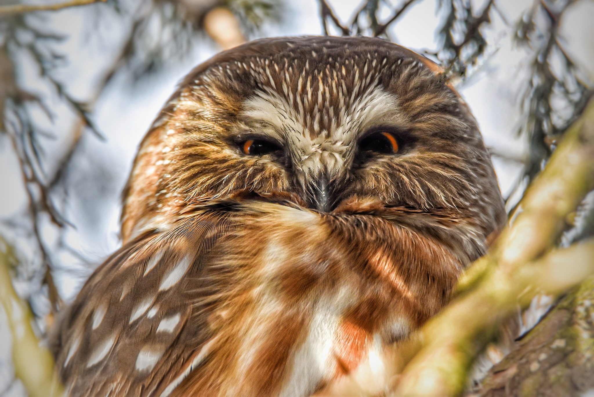 Saw-Whet Owl | Great Bird Pics