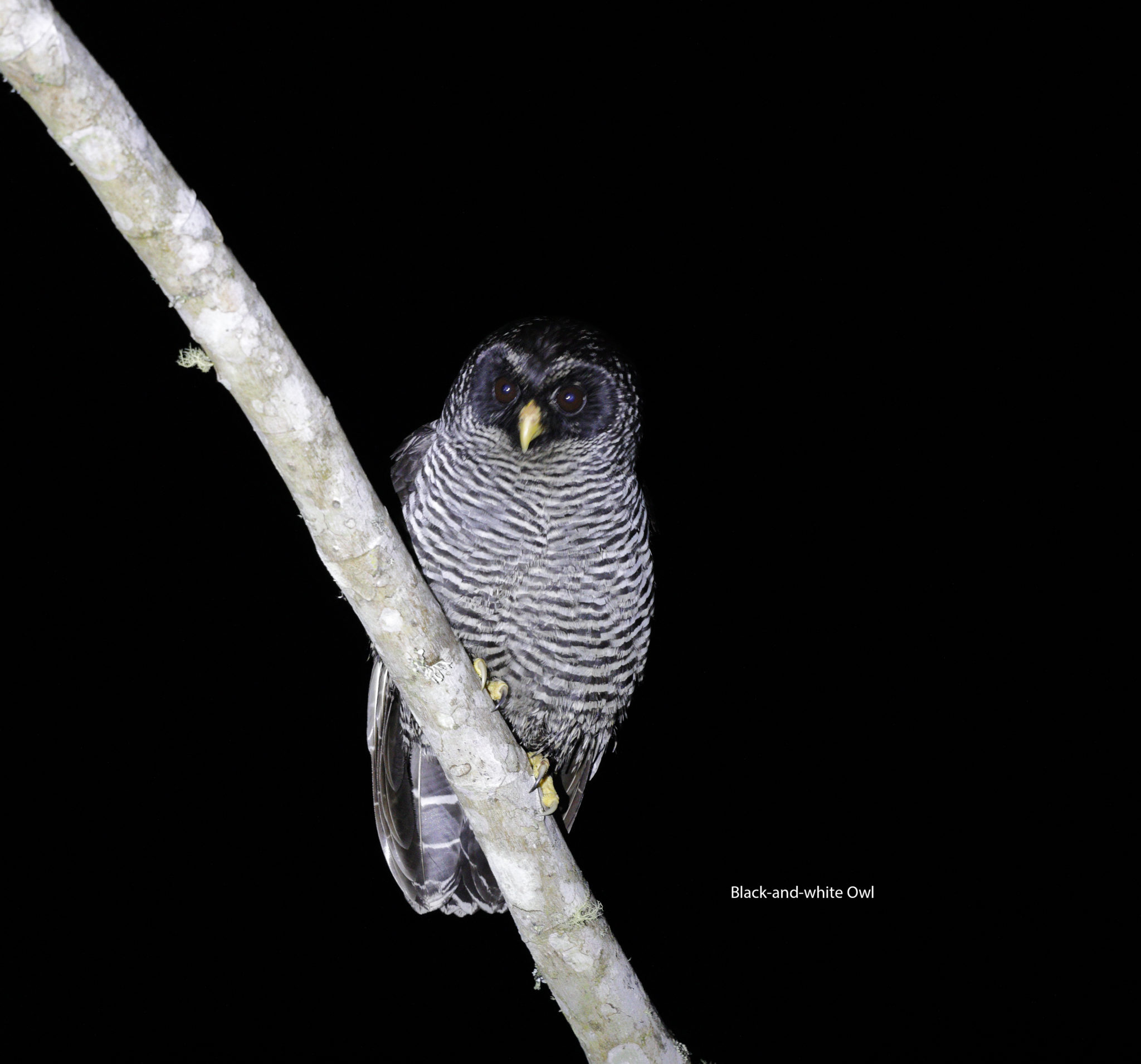 Black-banded Owl (AKA San Isidro Owl) | Great Bird Pics
