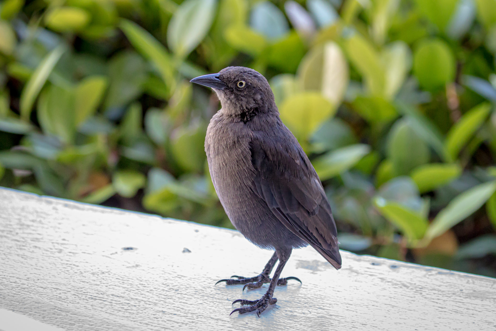 Just Waiting for a Crumb | Great Bird Pics