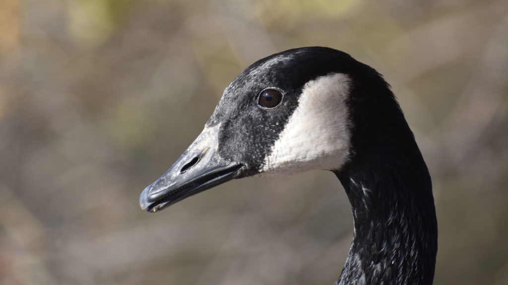 Canada Goose Portrait | Great Bird Pics