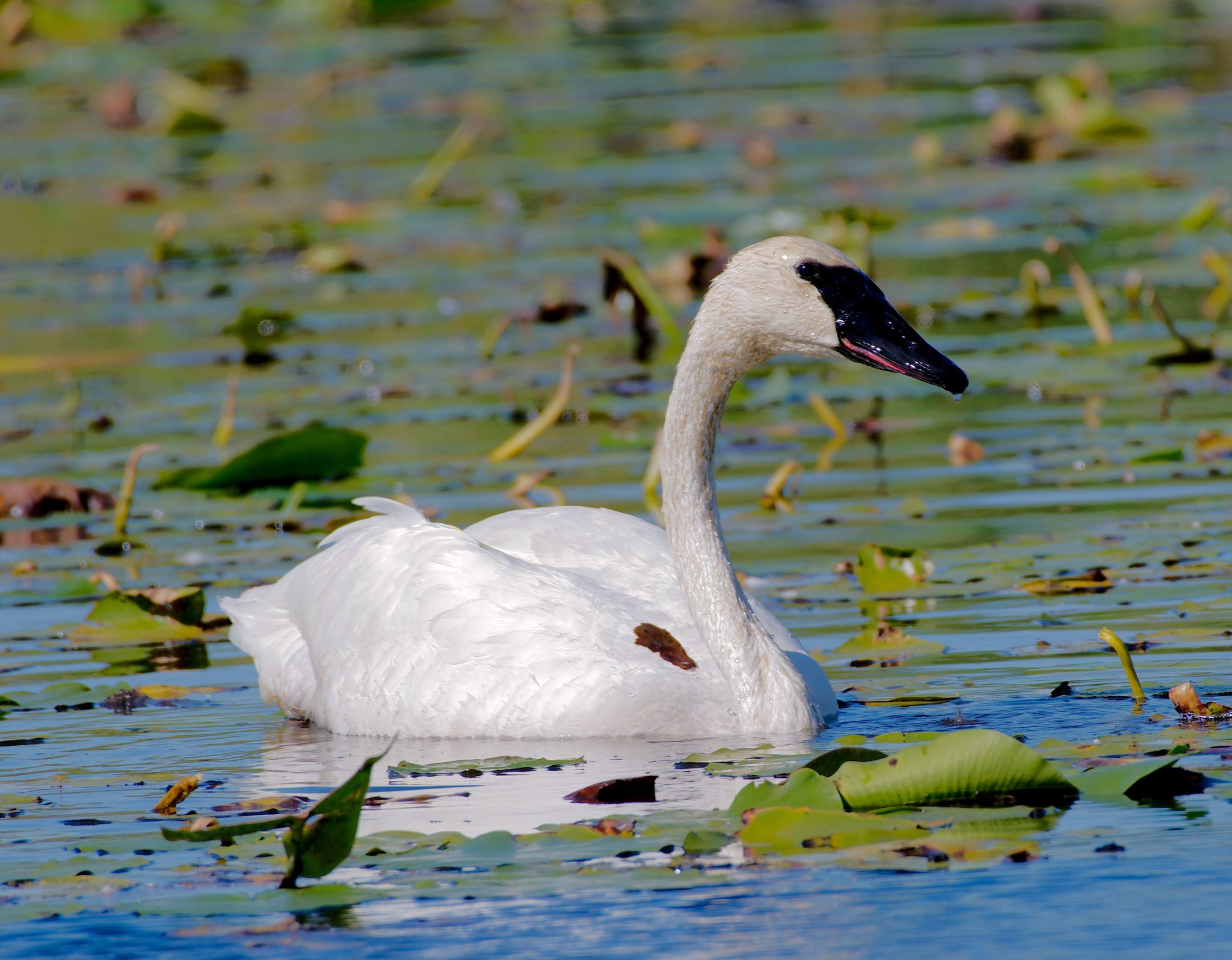 Trumpeter Swan | Great Bird Pics