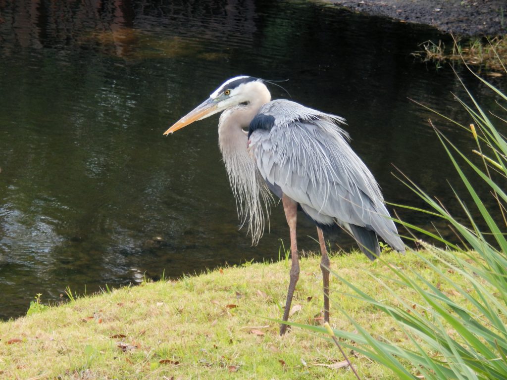 Great Blue Heron | Great Bird Pics