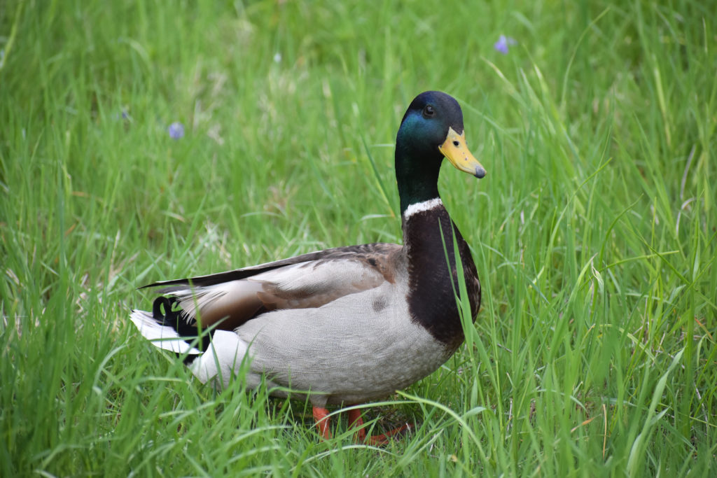 Male Mallard in the Meadow | Great Bird Pics