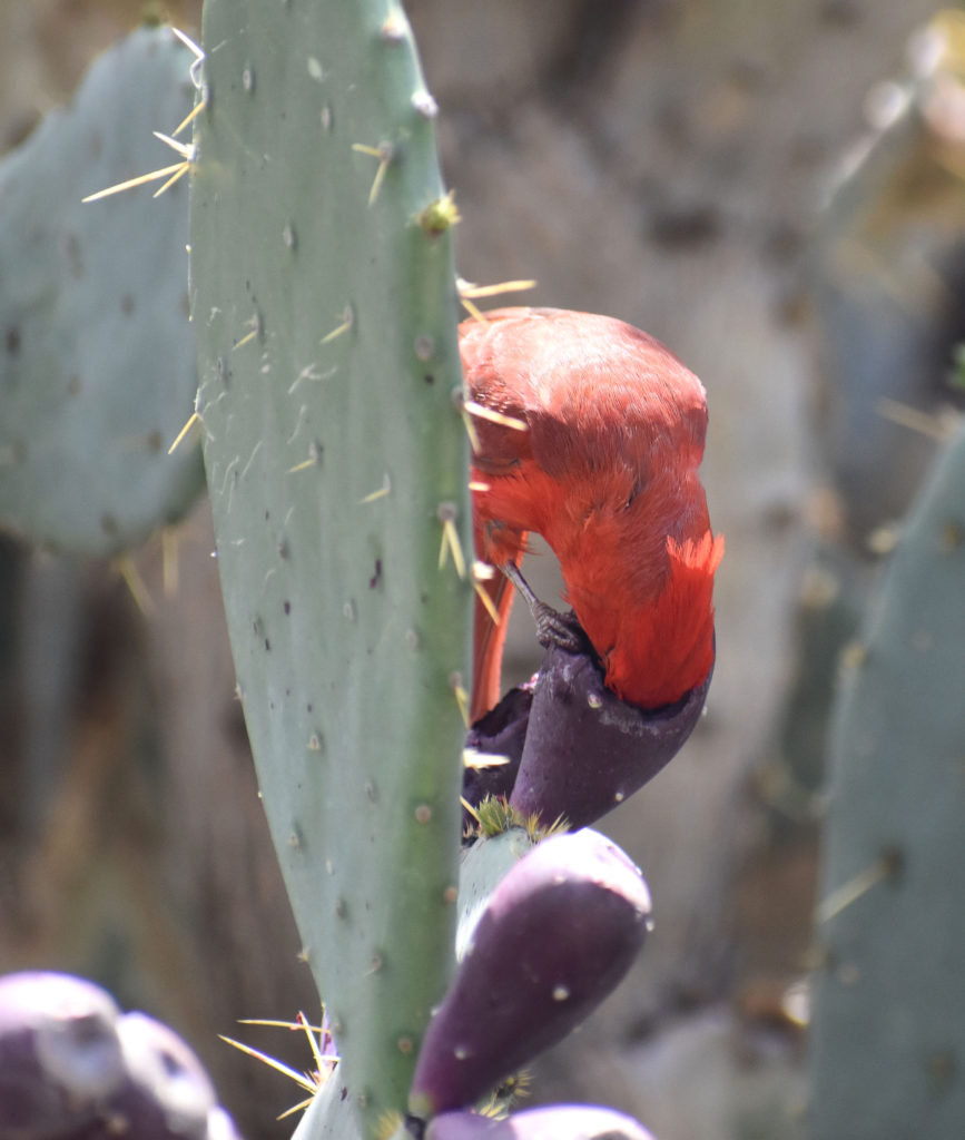 Cardinal Feeding on Cacti | Great Bird Pics