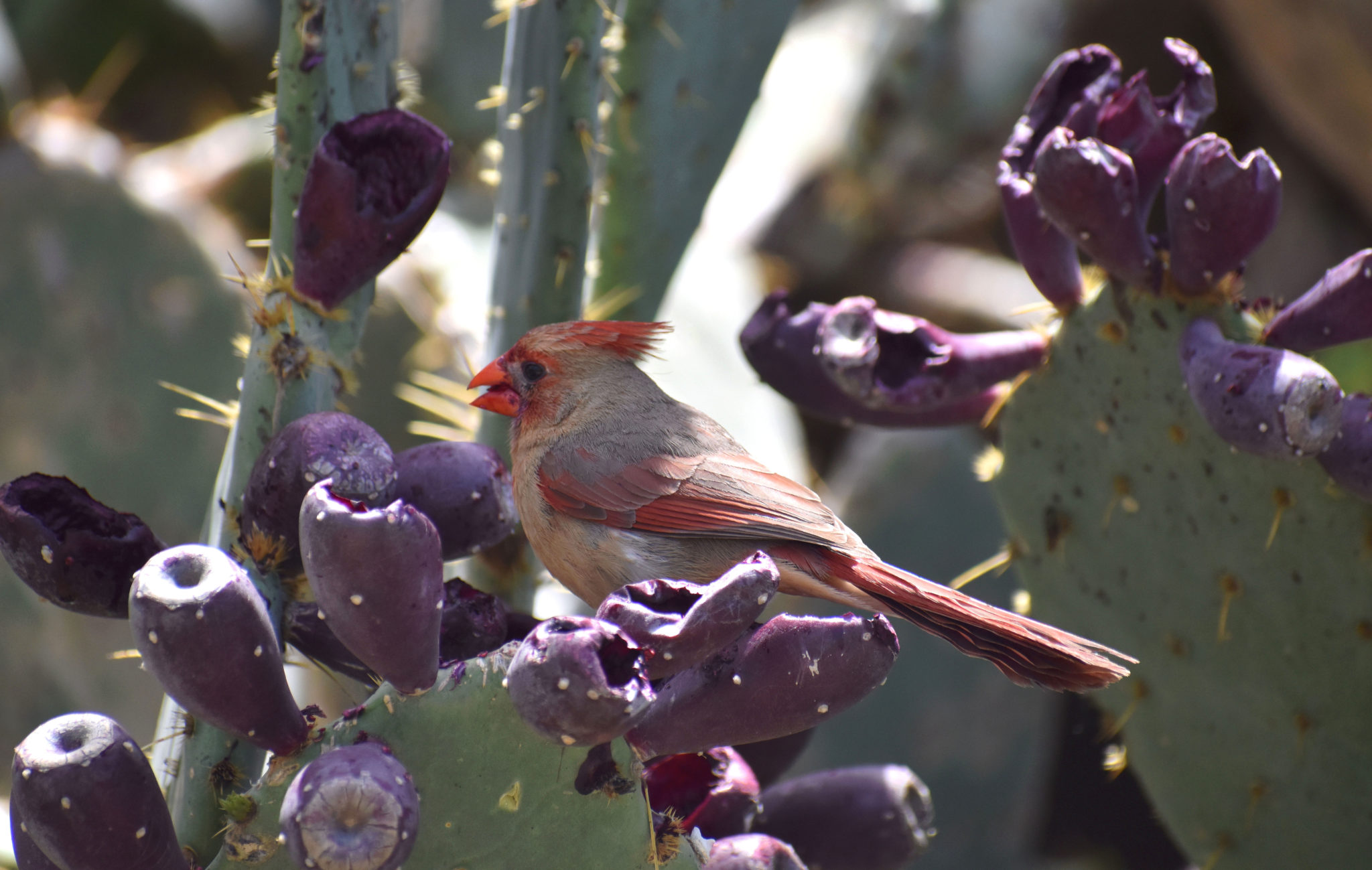 Female Cardinal on Prickly Pear Cactus | Great Bird Pics