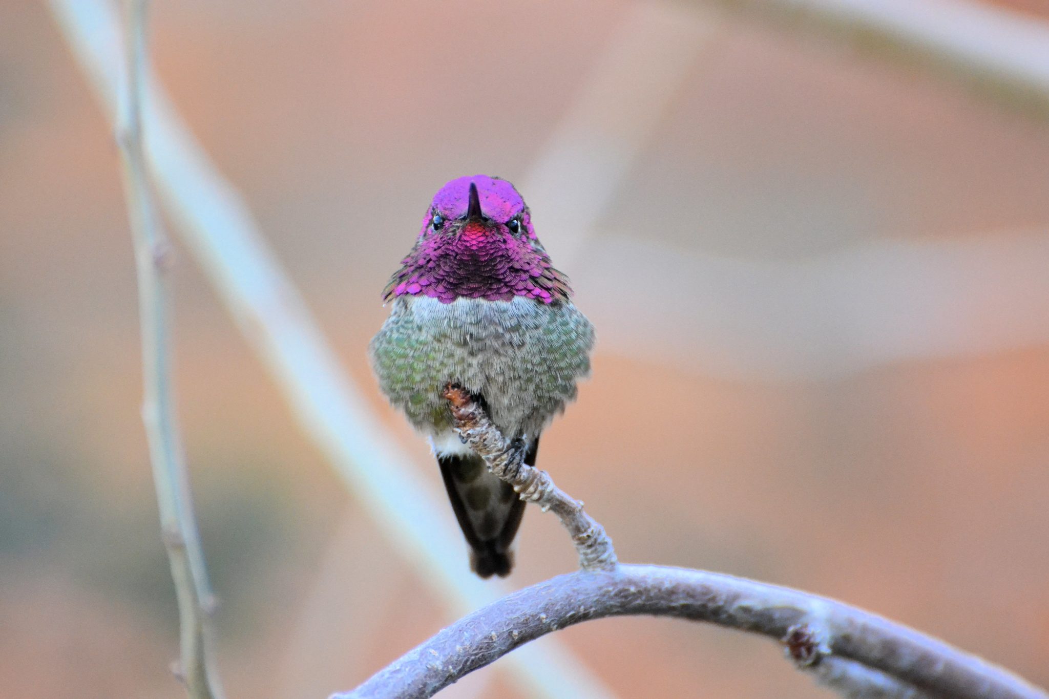 Hummingbird Looking at the Camera | Great Bird Pics