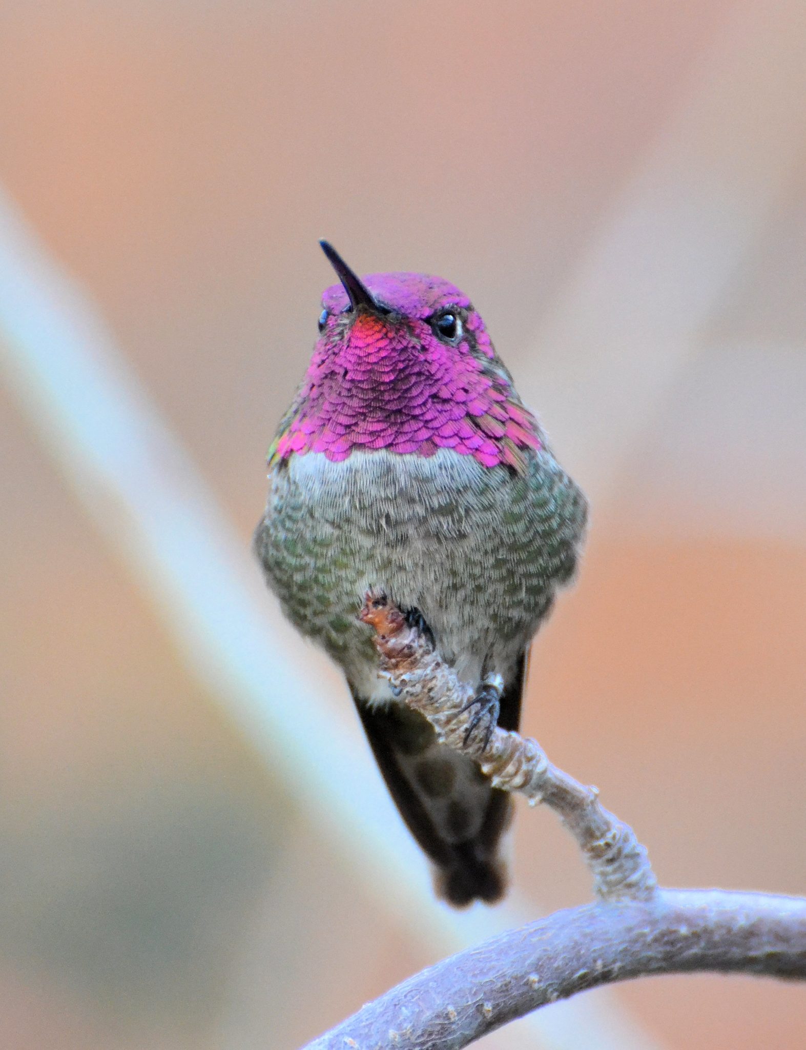 Costa’s Hummingbird Perched | Great Bird Pics