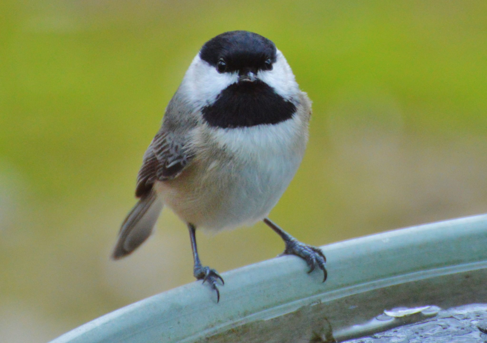 Carolinà Chickadee | Great Bird Pics